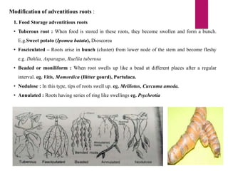 Lec-5 Root morphology.pptx