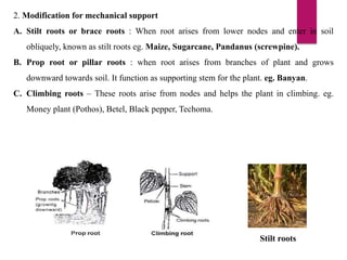 Lec-5 Root morphology.pptx