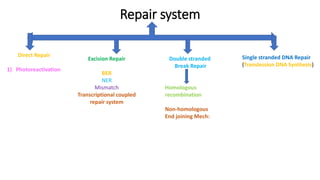 DNA Repair system | PPTX