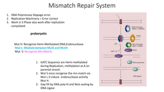 DNA Repair system | PPTX