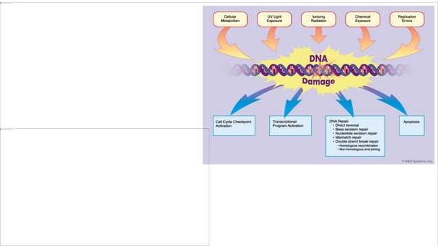 Dna Repair System Ppt
