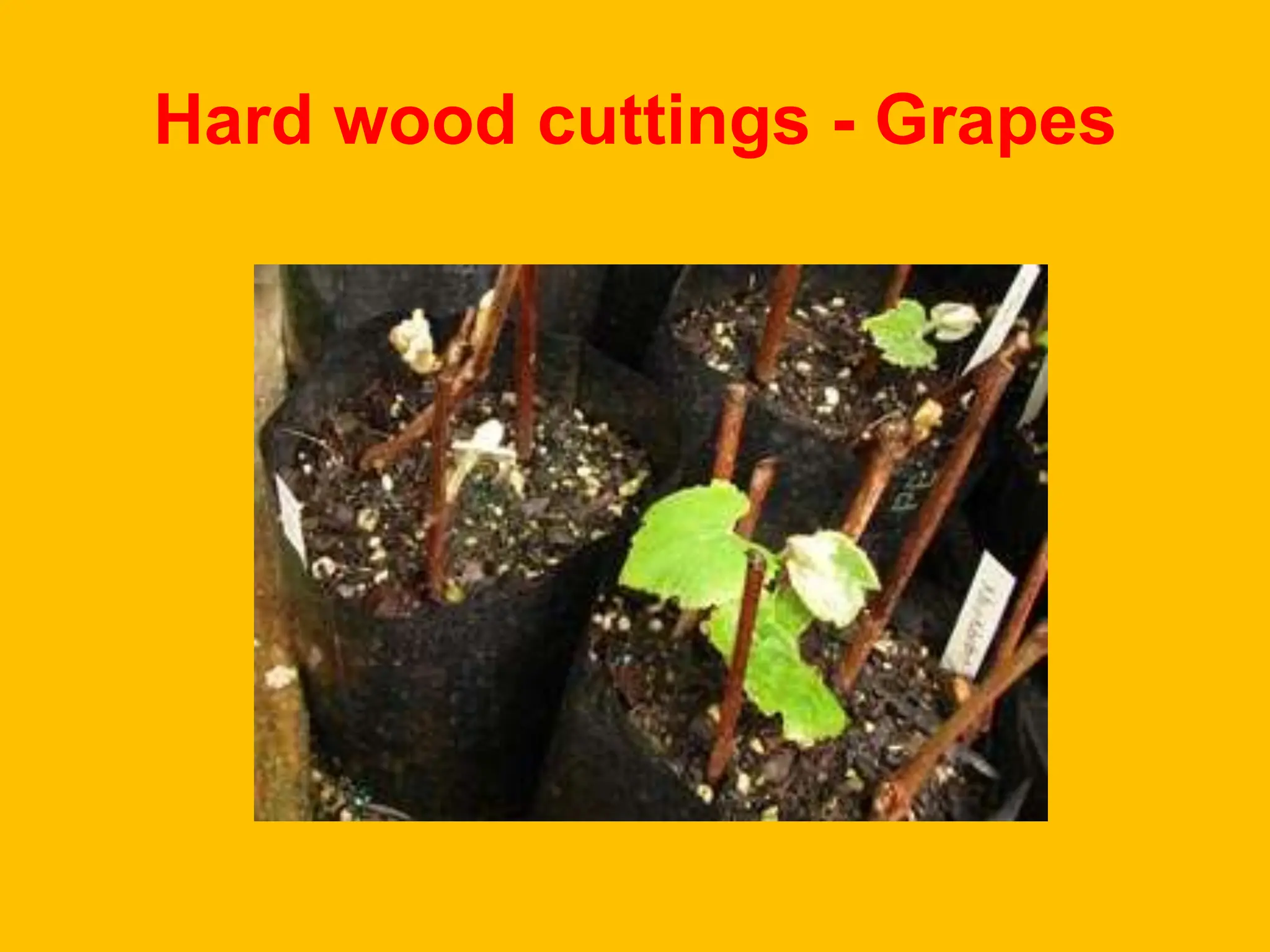 Lec- 7 & 8 Grafting, budding.pptx horticulture | PPT