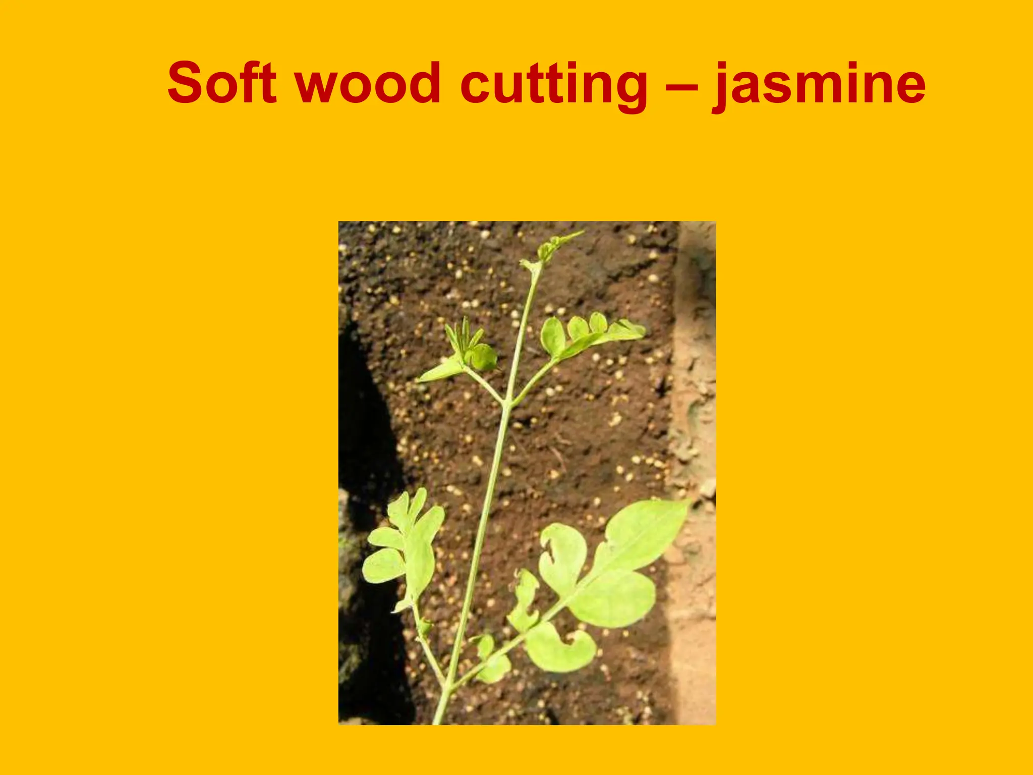Lec- 7 & 8 Grafting, budding.pptx horticulture | PPT