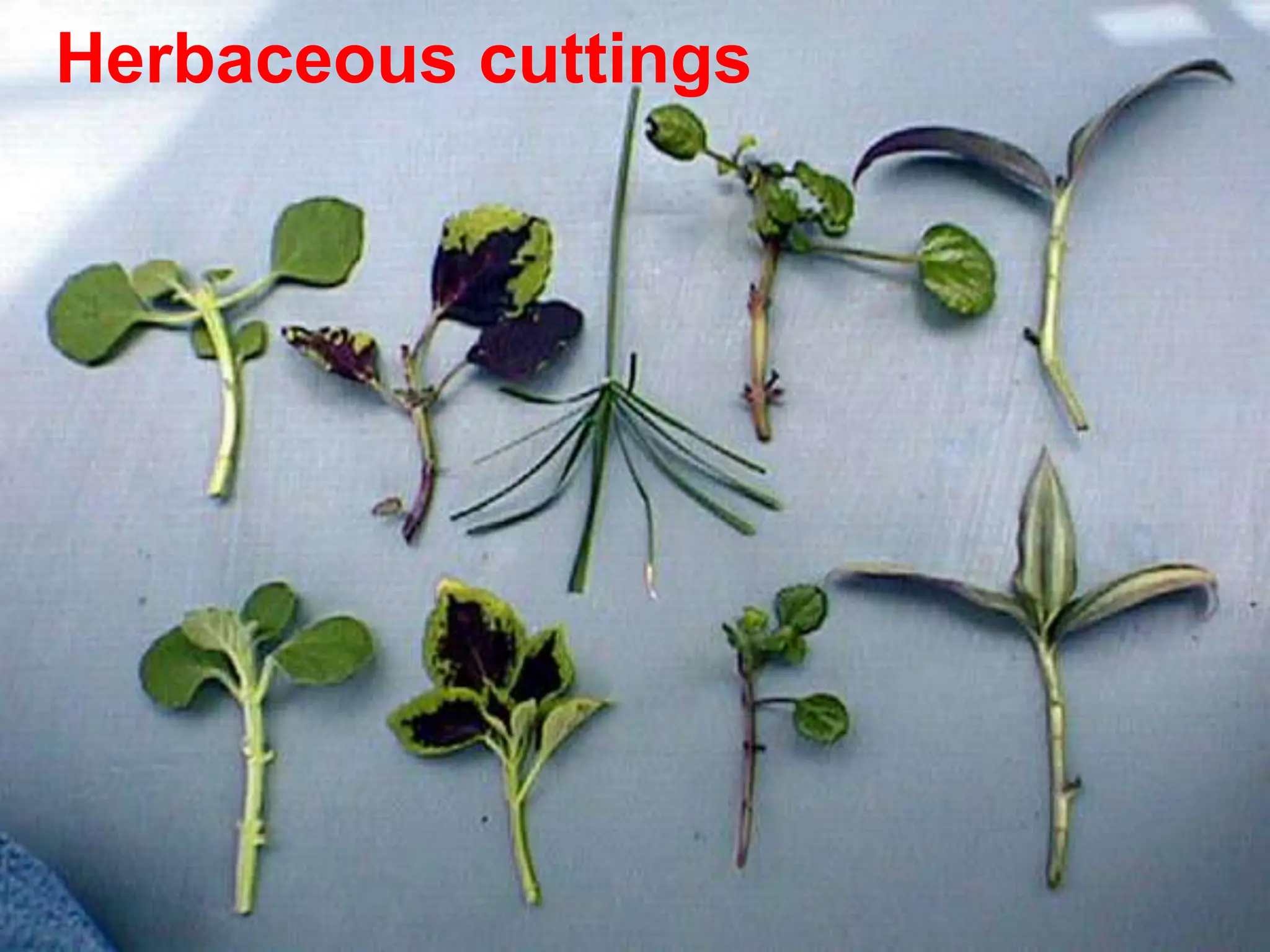 Lec- 7 & 8 Grafting, budding.pptx horticulture | PPT