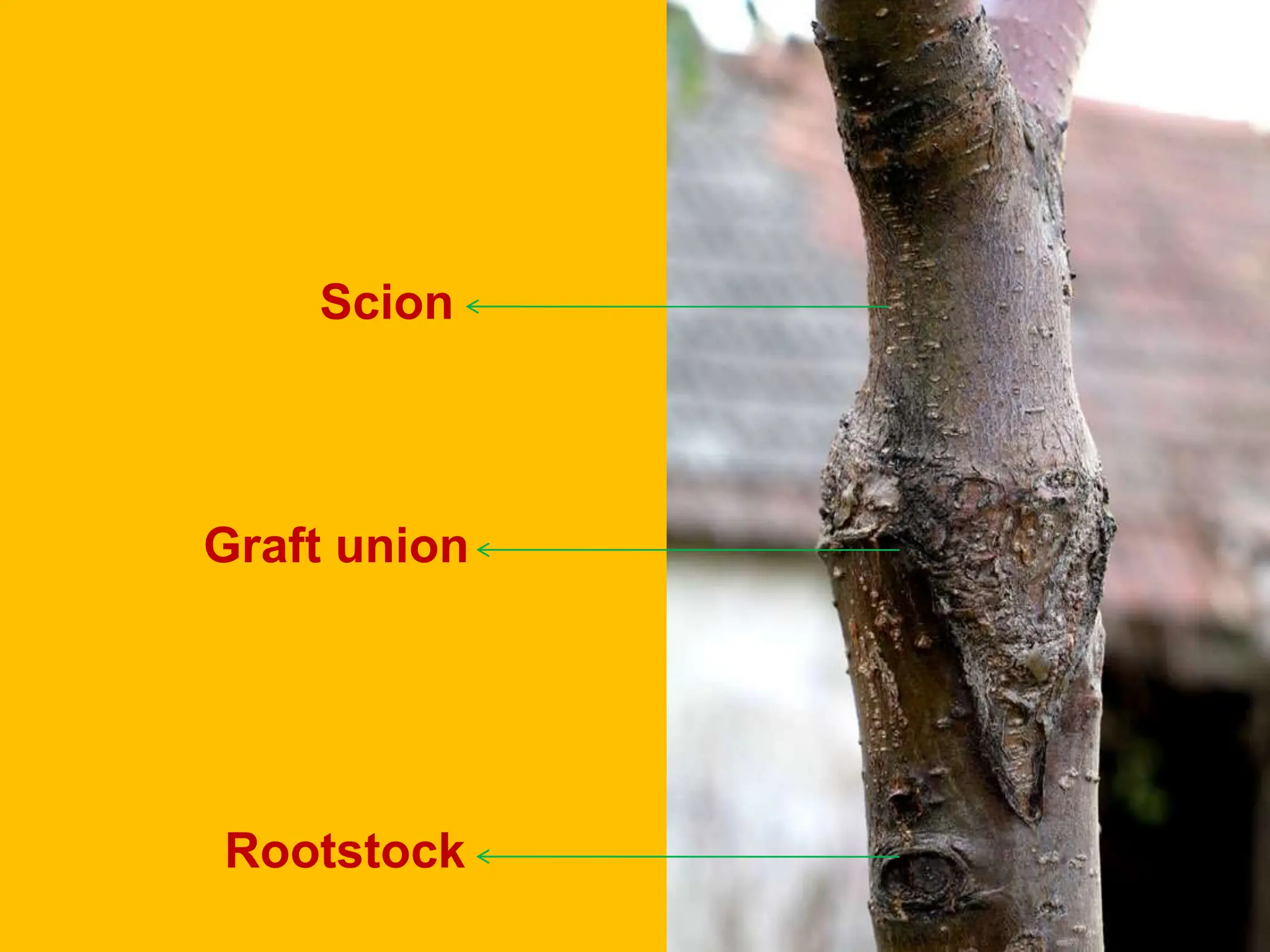 Lec- 7 & 8 Grafting, budding.pptx horticulture | PPT