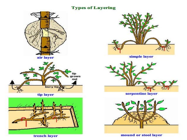 Lec- 7 & 8 Grafting, budding.pptx horticulture | PPT