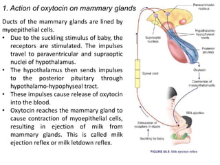 Lec-7 Hypothalamic & Pituitary Hormones.pdf