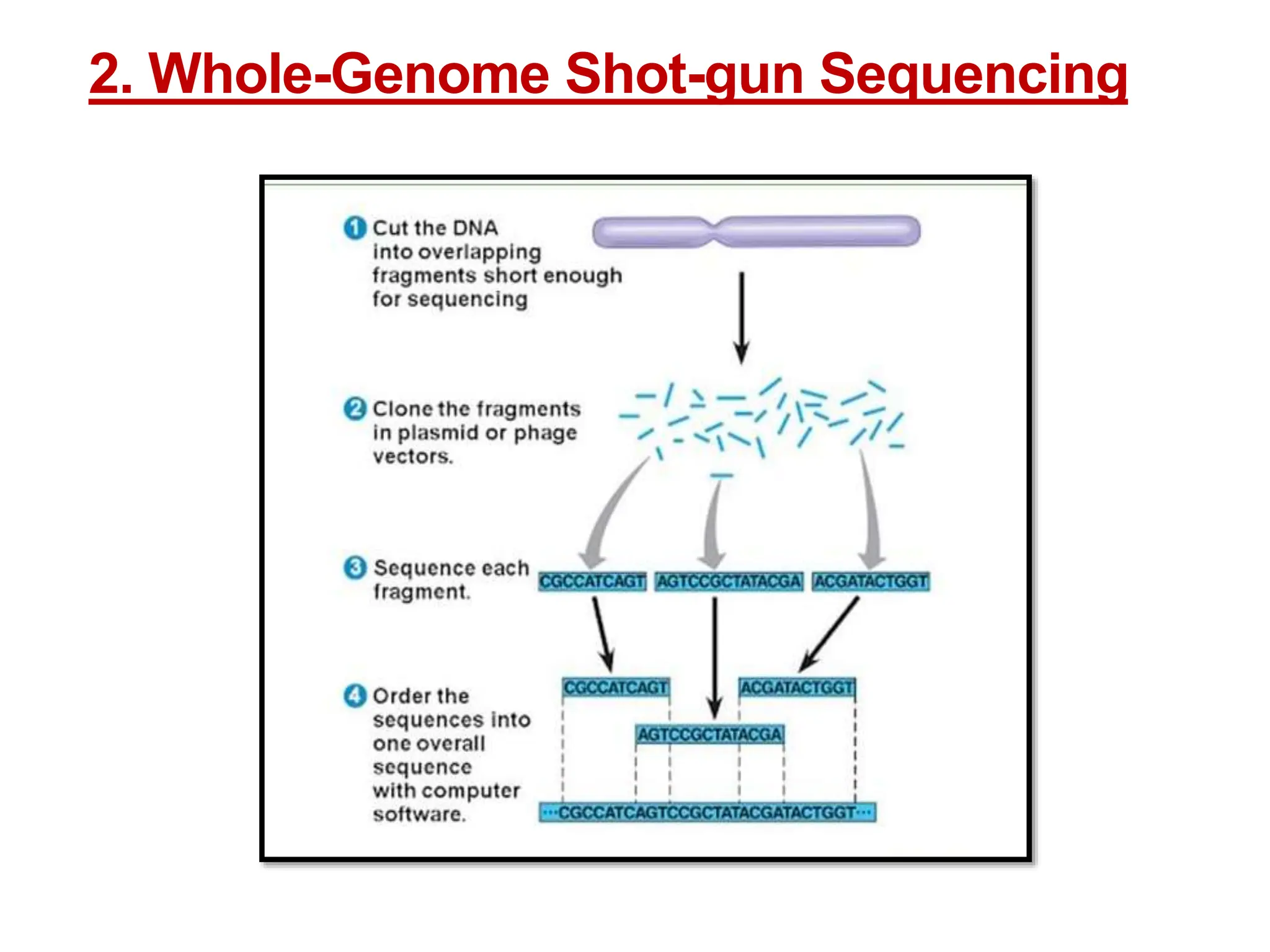 Lec-7 Methods of DNA sequencing.pptx amrk | PPT