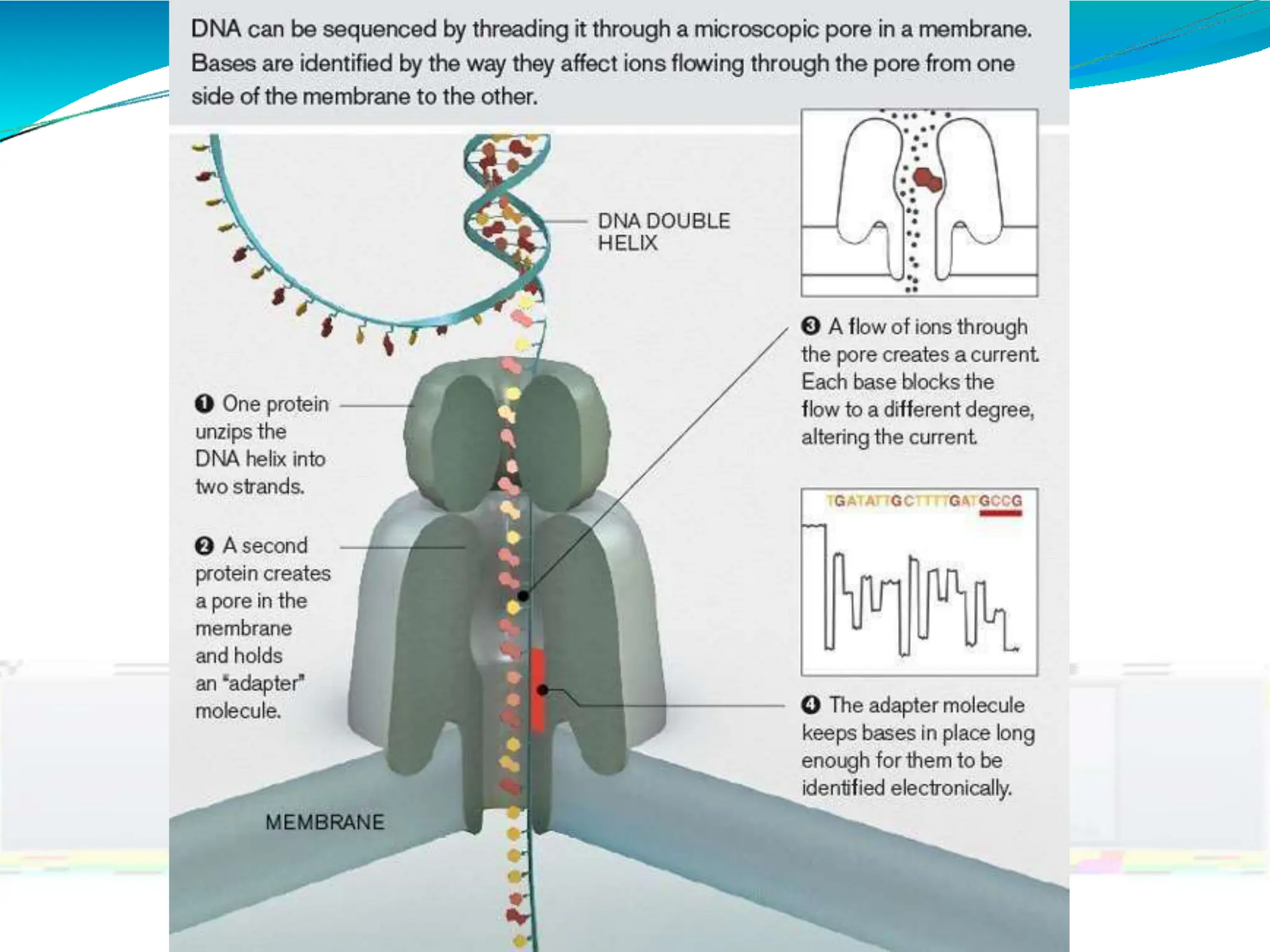 Lec-7 Methods of DNA sequencing.pptx amrk | PPT