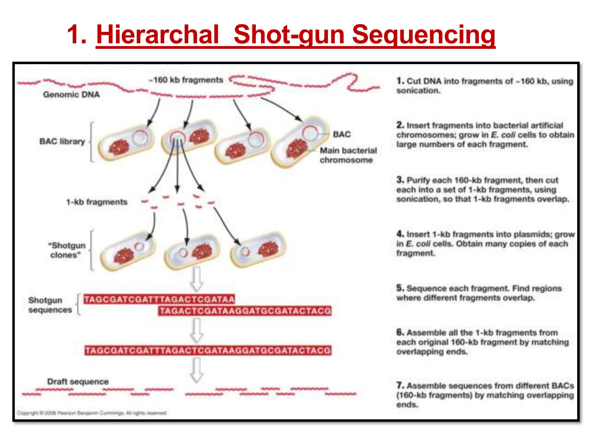 Lec-7 Methods of DNA sequencing.pptx amrk | PPT