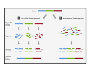 Lec-7 Methods of DNA sequencing.pptx amrk | PPTX