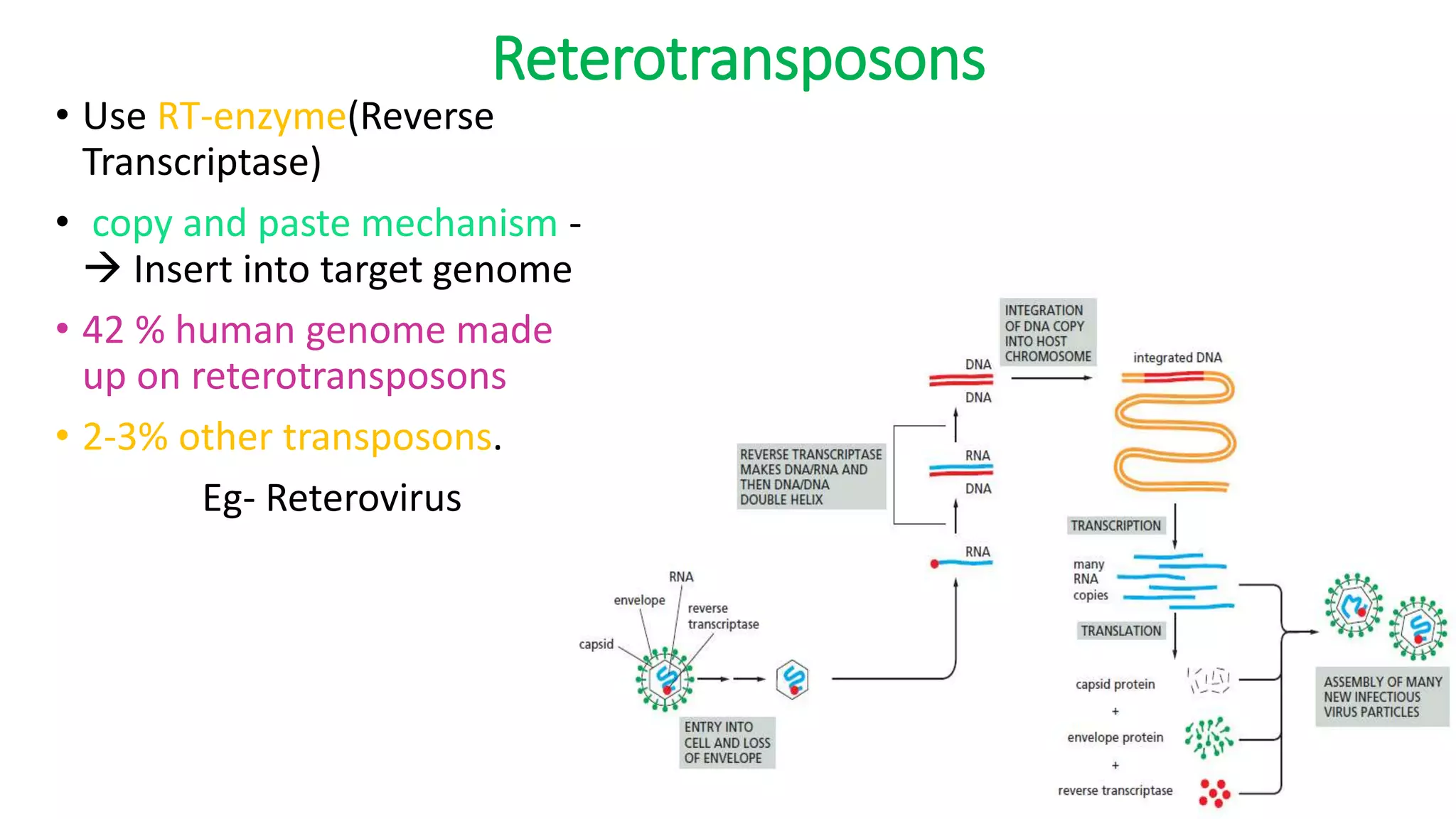 Transposons | PPT