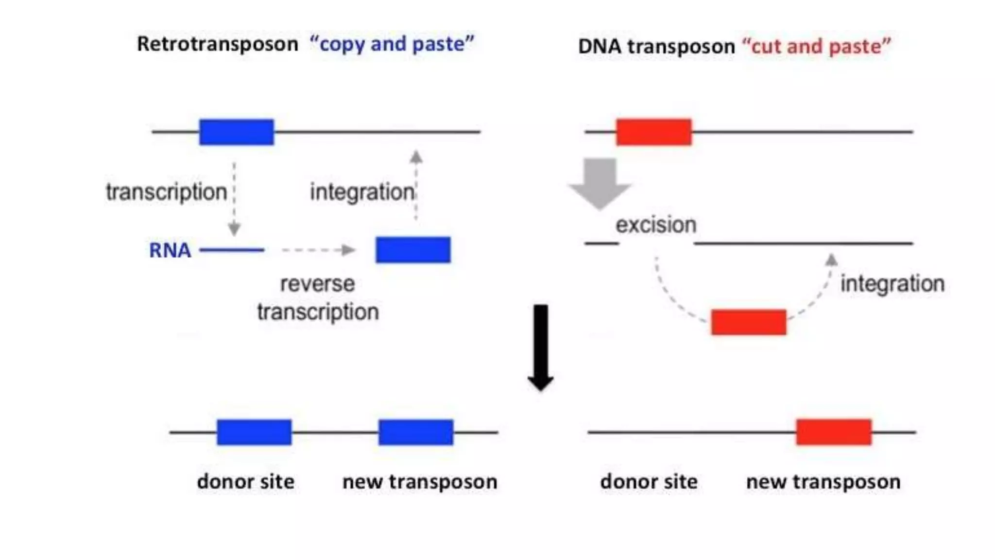 Transposons | PPT