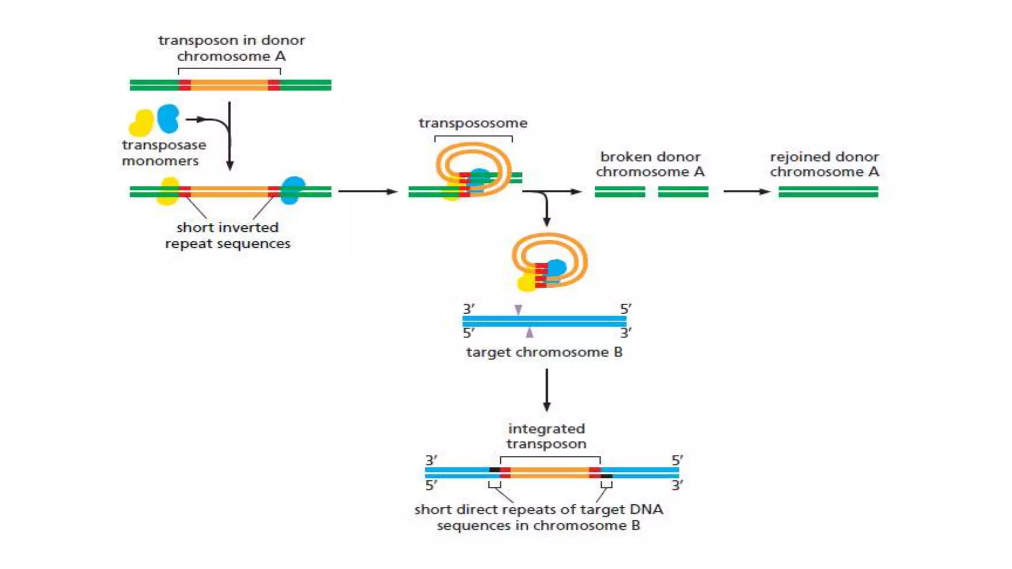 Transposons | PPT