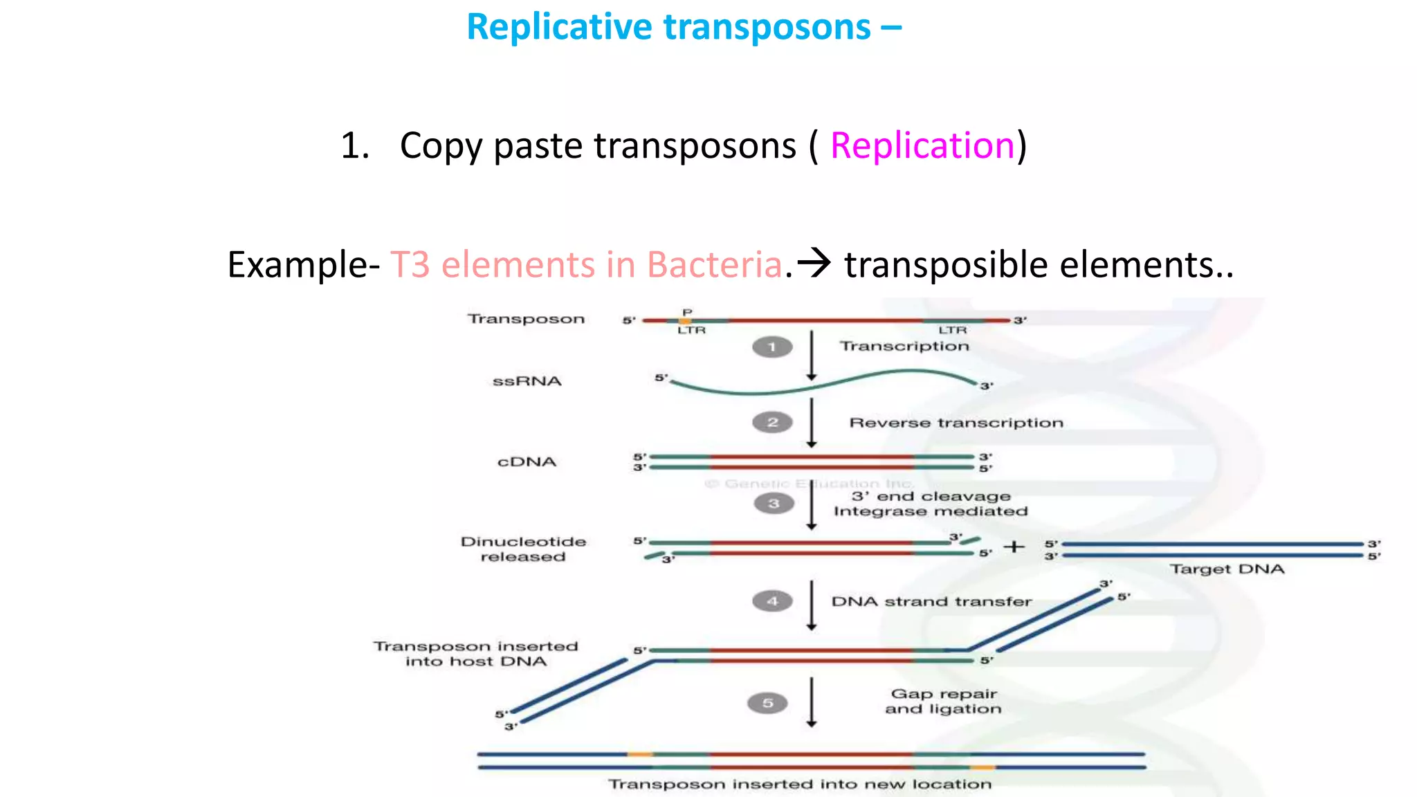 Transposons | PPT