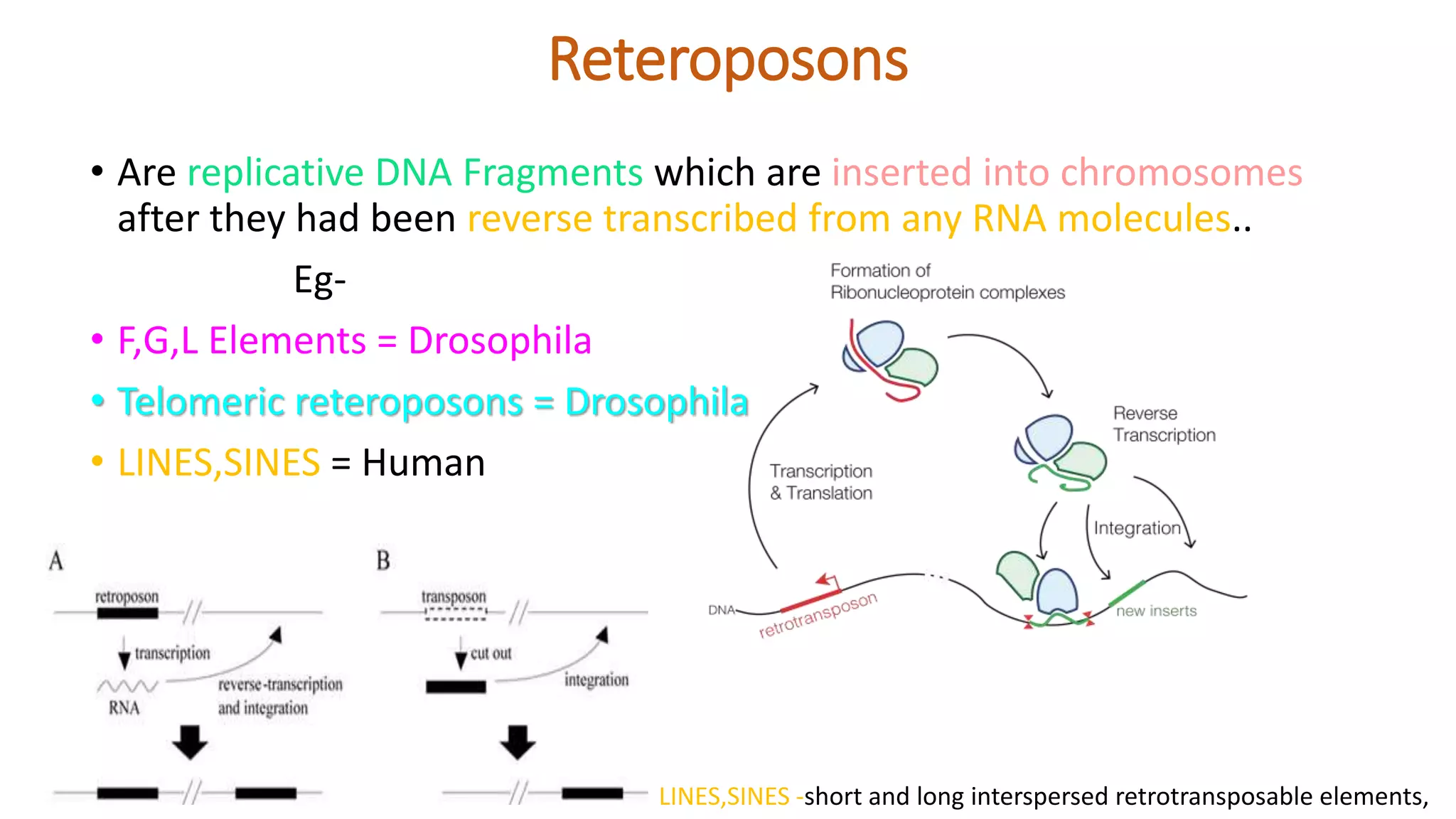 Transposons | PPT