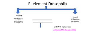 Transposons | PPT