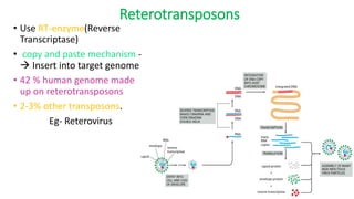 Transposons | PPT
