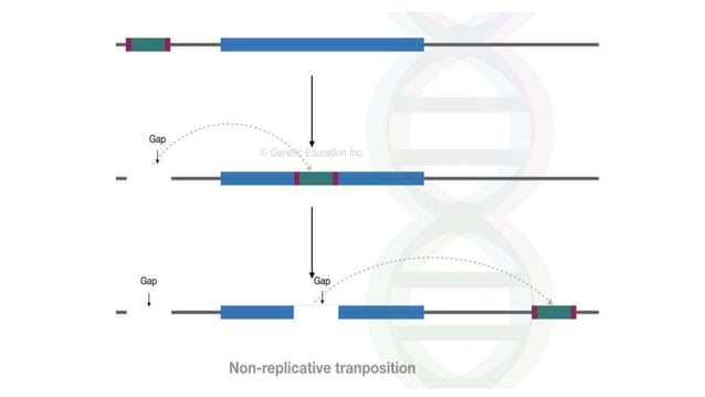 Transposons | PPT
