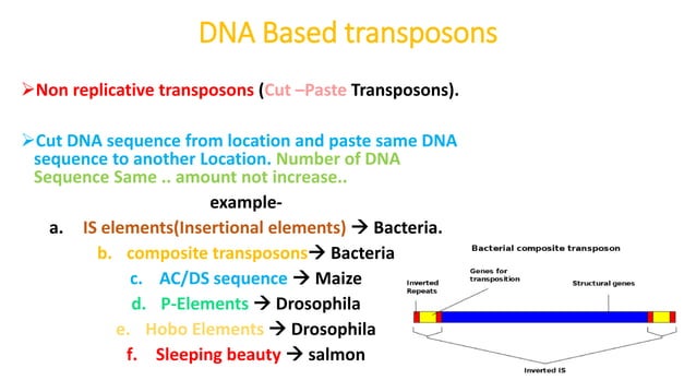 Transposons | PPT