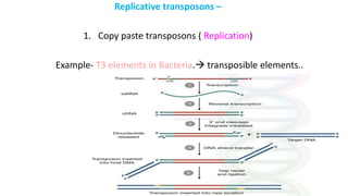 Transposons | PPT