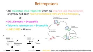 Transposons | PPTX