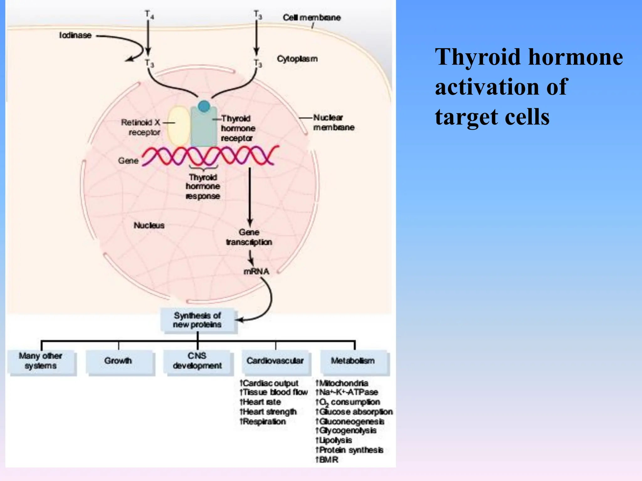 Lec-8 Thyroid Hormones and its usage1.pdf