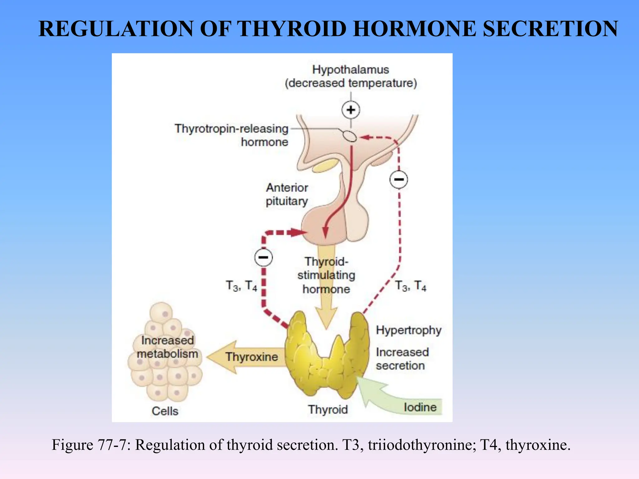 Lec-8 Thyroid Hormones and its usage1.pdf