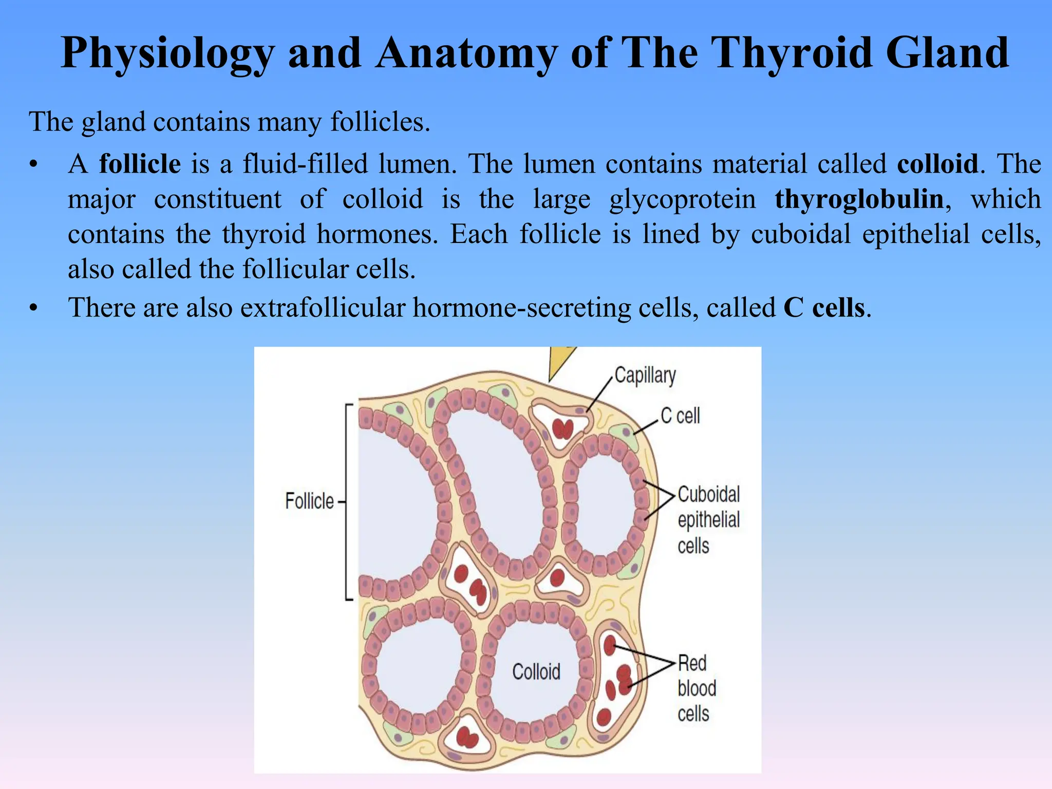 Lec-8 Thyroid Hormones and its usage1.pdf