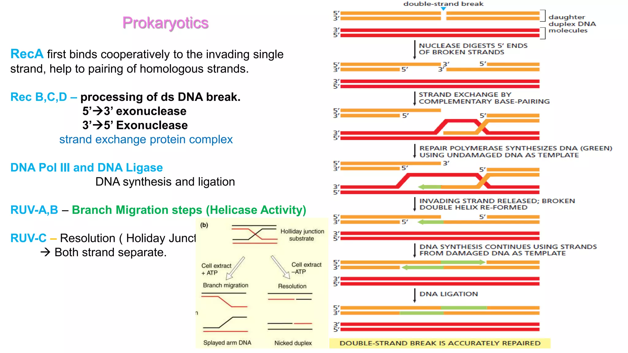 Translession DNA Synthesis | PPTX