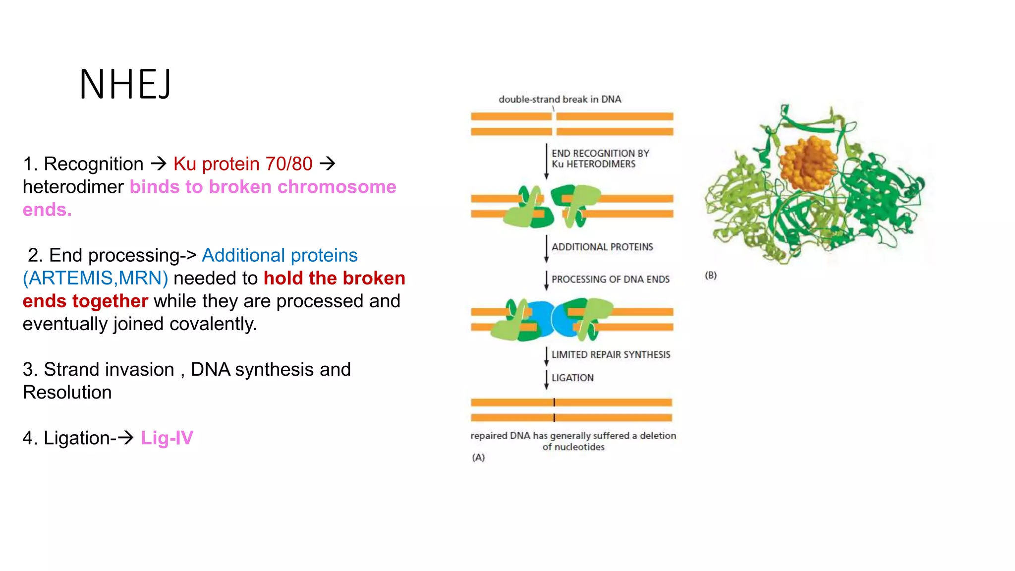 Translession DNA Synthesis | PPTX