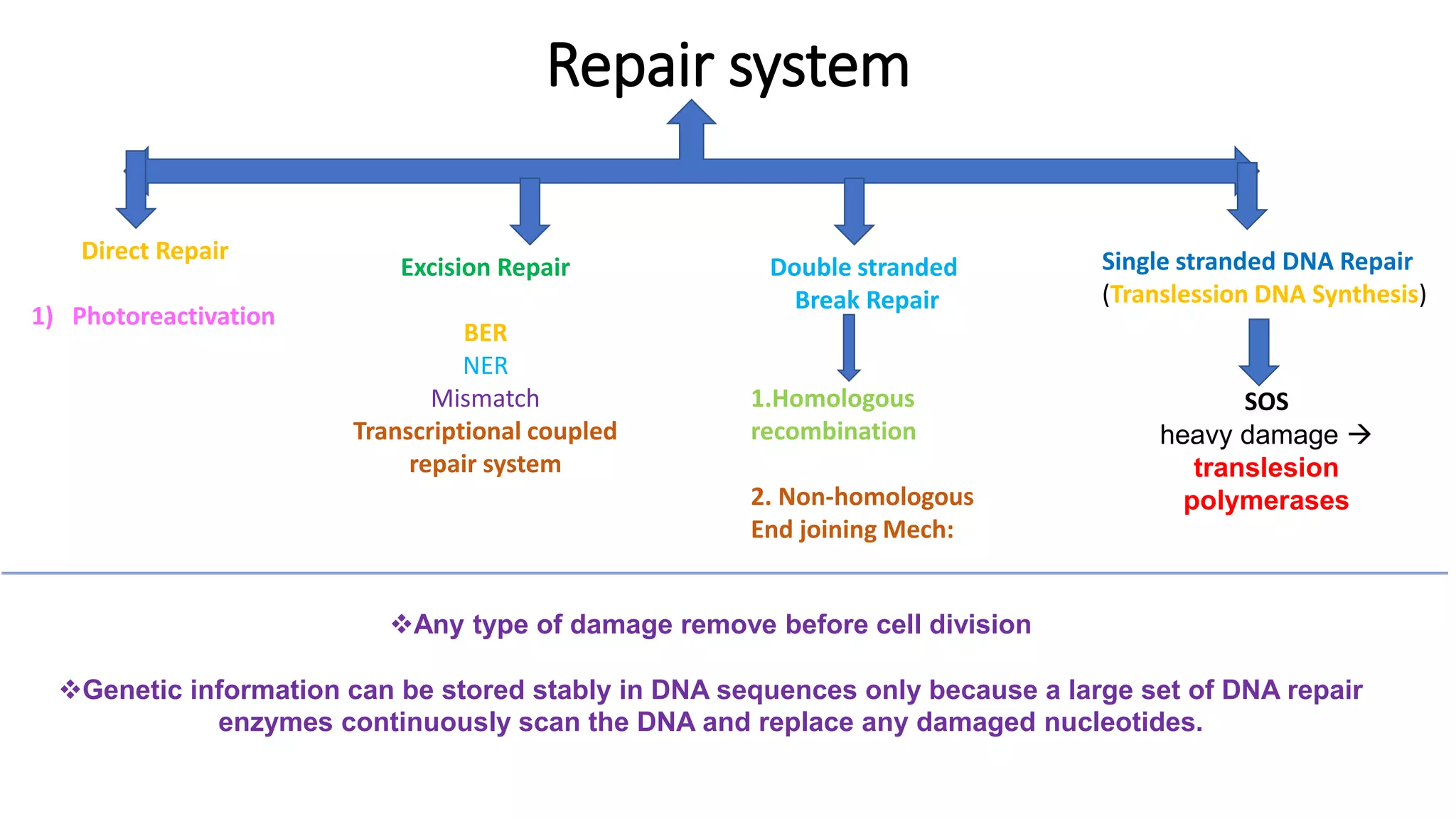 Translession DNA Synthesis | PPTX