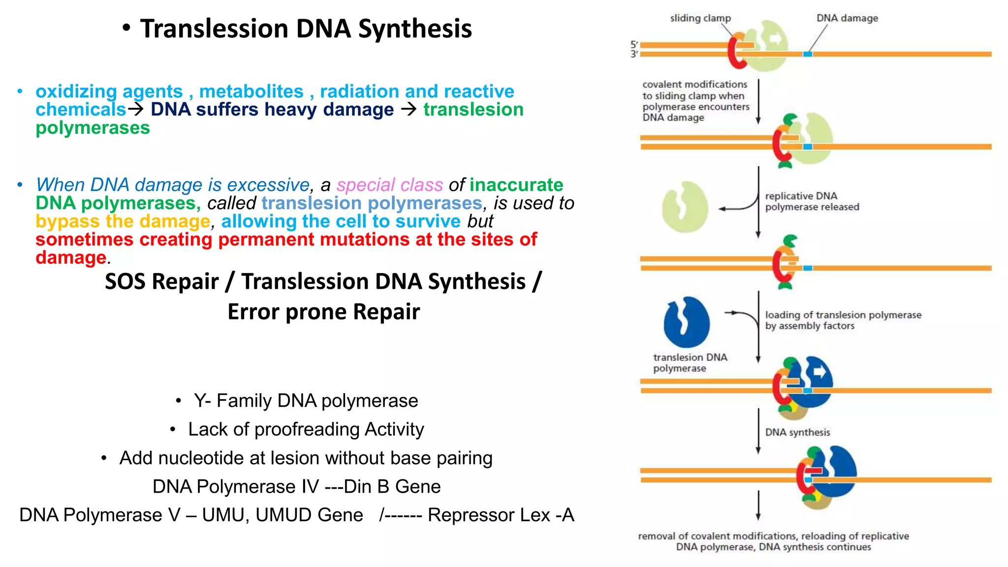 Translession DNA Synthesis | PPTX