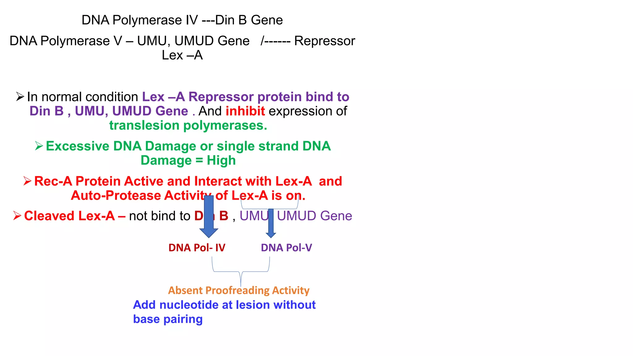 Translession DNA Synthesis | PPTX