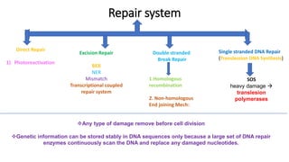 Translession DNA Synthesis | PPTX