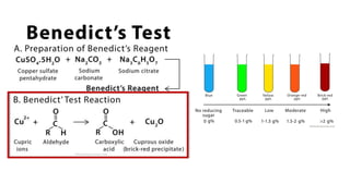 Lecture -3 Biology 103 Lab ... ... ... . | PDF