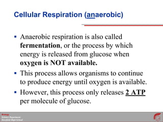 LEC-Cellular_Respiration (lower section1).ppt