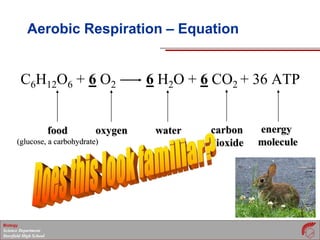 LEC-Cellular_Respiration (lower section1).ppt