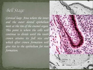 tooth development | PPTX