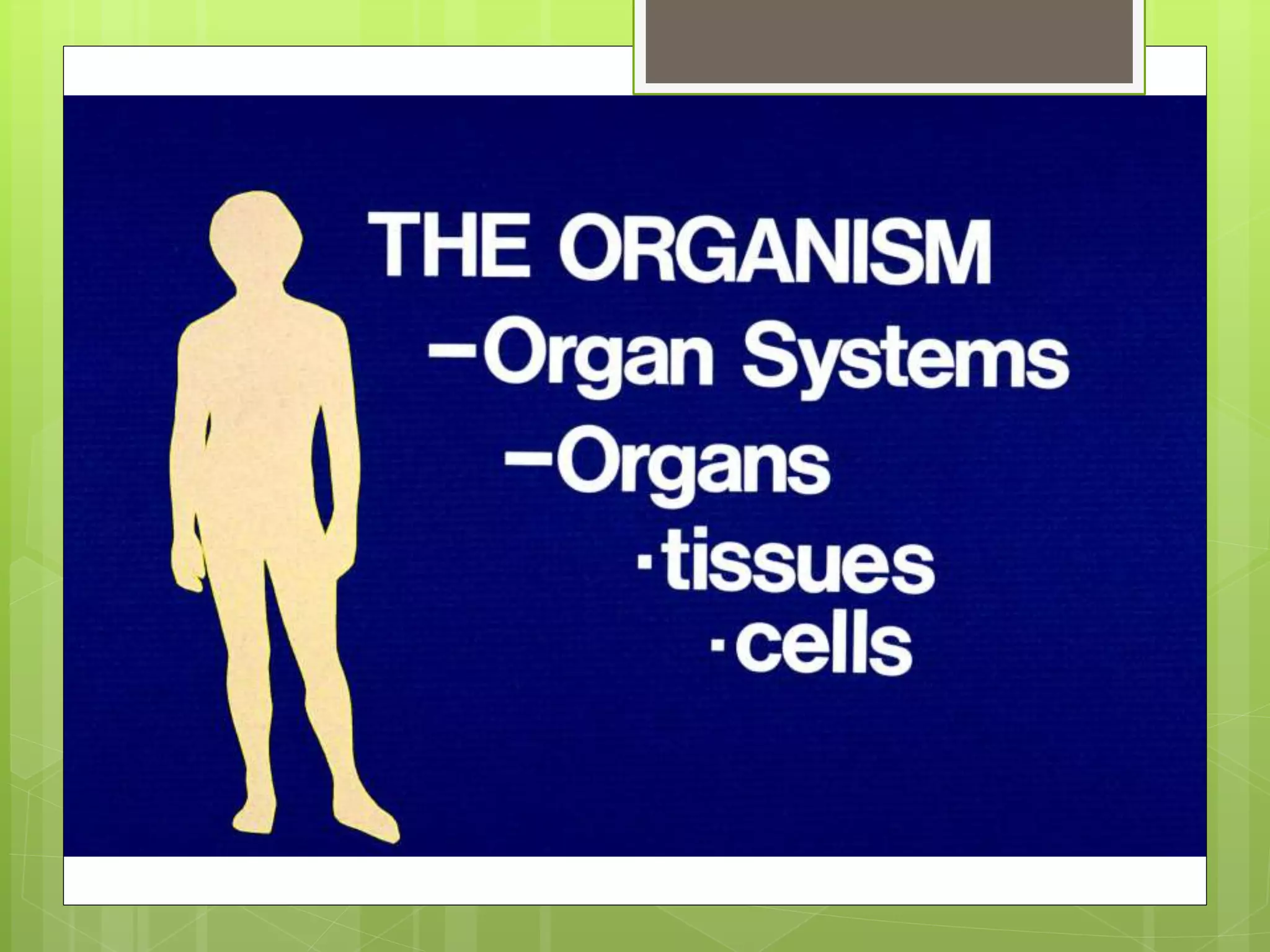 Anatomy Lecture 1 ....CELL to ORGANISM | PPT