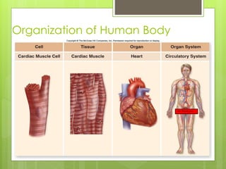 Anatomy Lecture 1 ....CELL to ORGANISM | PDF