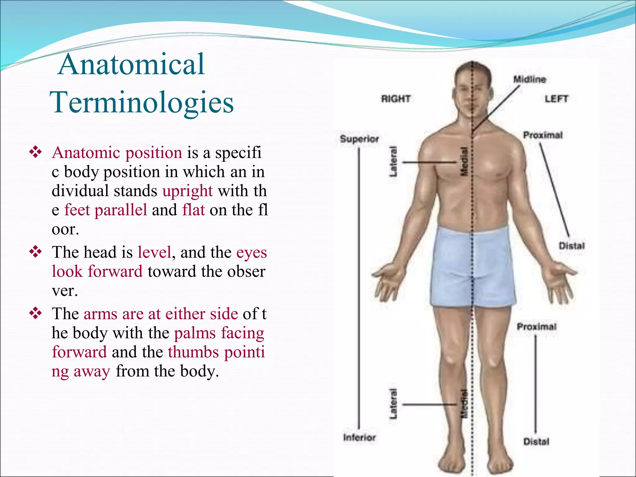 Lec 02 -_Introduction_of_Anatomical_Terminologies | PPT