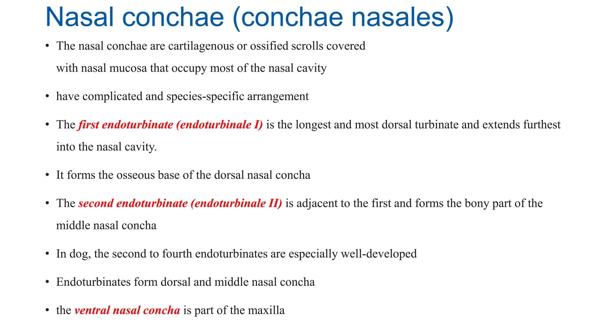 (LEC= 01 )Anatomy of Respiratory system.pptx