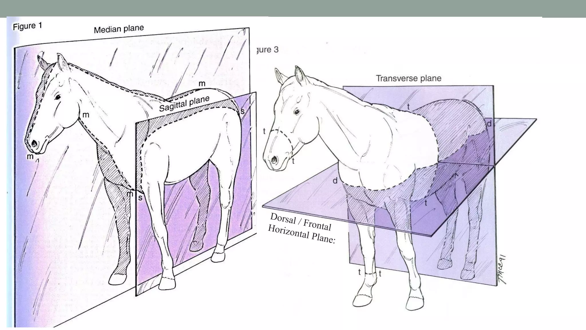 LEC # 01 Introduction to Anatomy, Terminology.pdf