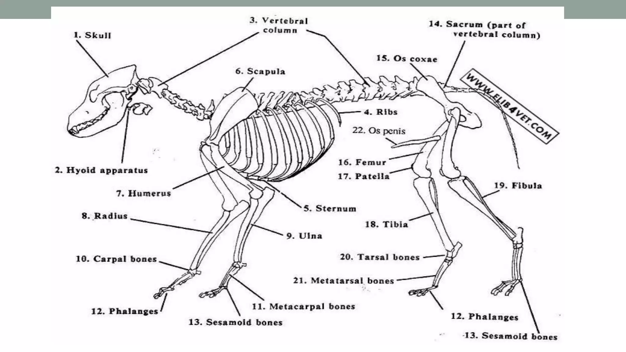 LEC # 01 Introduction to Anatomy, Terminology.pdf