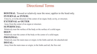 LEC # 01 Introduction to Anatomy, Terminology.pdf