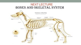 LEC # 01 Introduction to Anatomy, Terminology.pdf
