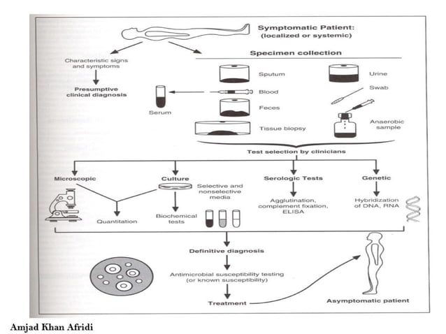 Introduction to Clinical Bacteriology | PPTX | Infectious Diseases | Diseases and Conditions