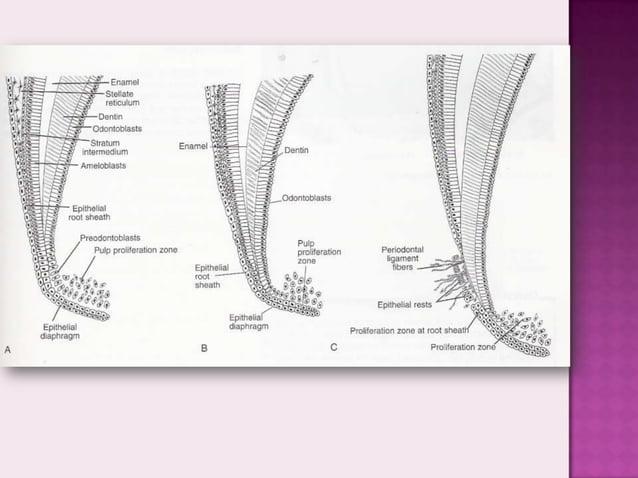 root formation tooth development | PPT