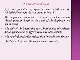 root formation tooth development | PPTX